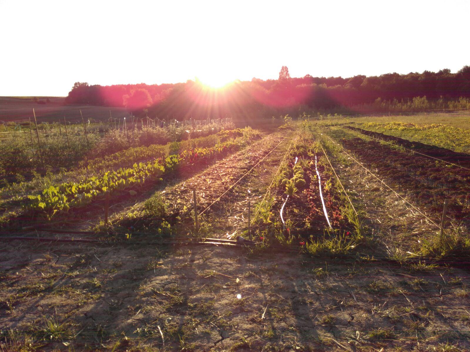 2016-17 Happy Farm Volunteering for Women in the Lower Hamlet | Plum ...