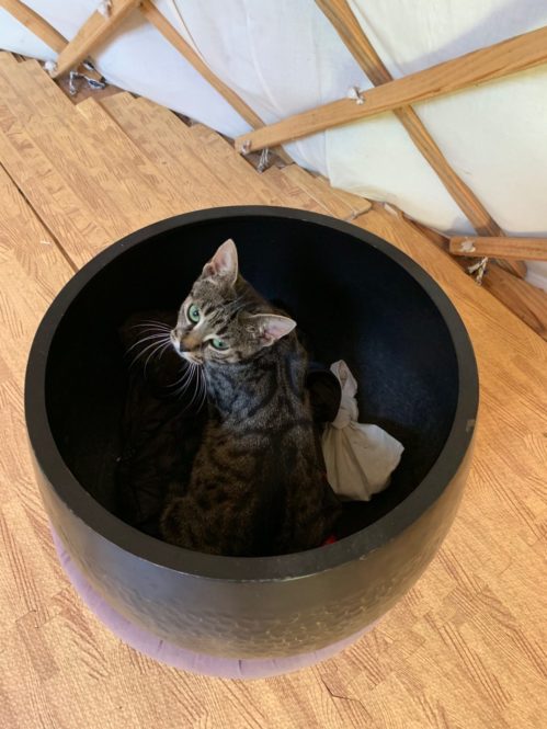 Sangha Stories / Creating Gathas - Mindfulness at Play | Plum Village