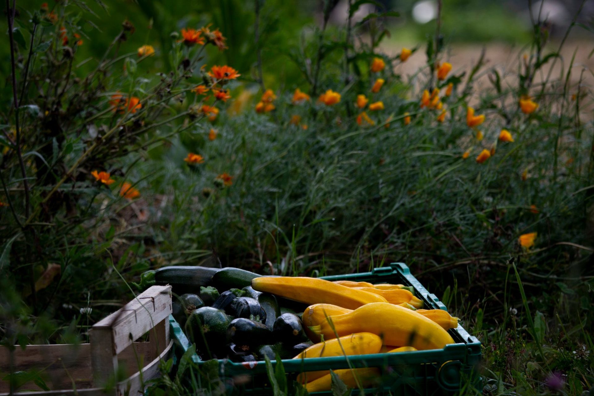 Photos / Happy Farm Community Work Day | Plum Village