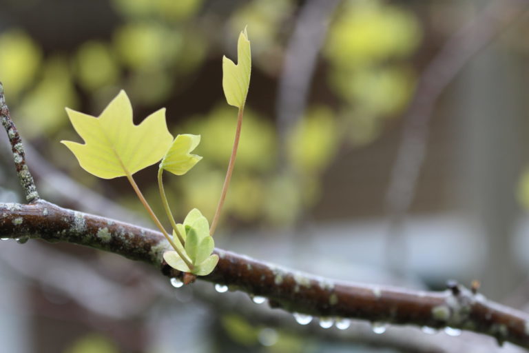 How To / Thirteen Ways to Calm our Negative Feelings | Plum Village