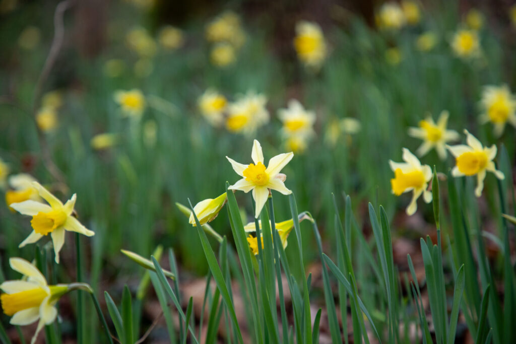 Deer Park Monastery | Plum Village