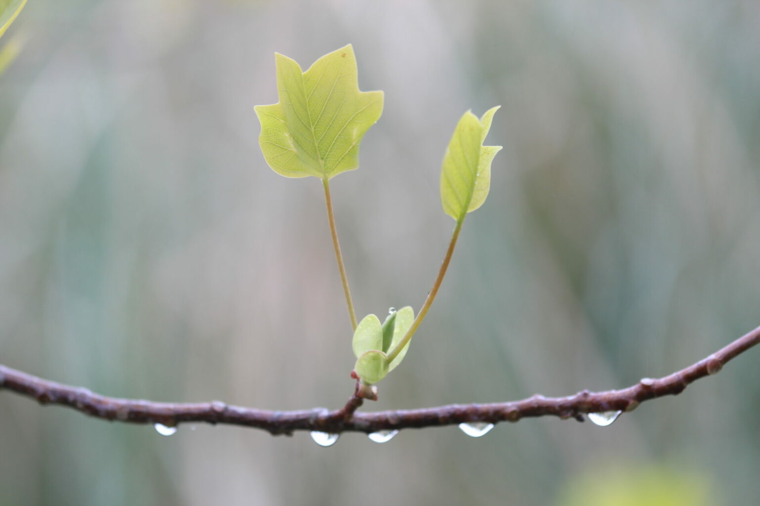 Book Extract / Radical Love | Plum Village