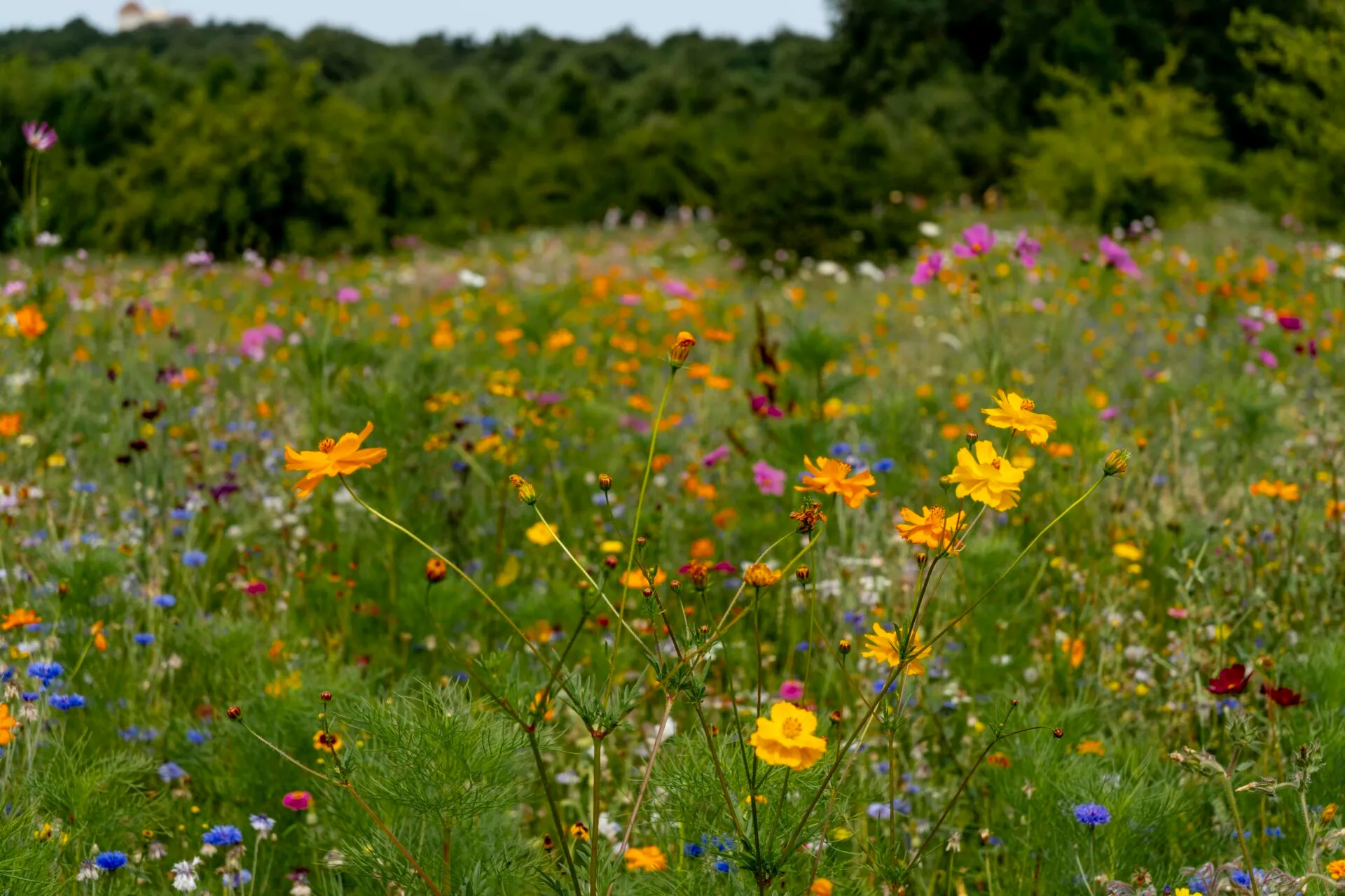 Spring Mindful Living Week (Lower Hamlet) | Plum Village